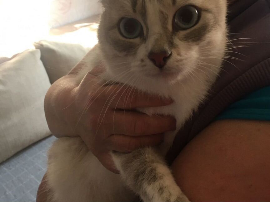 Кошка тайская