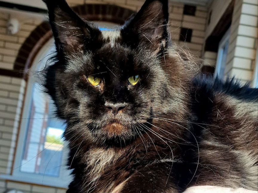 Карак.(не гибрид)