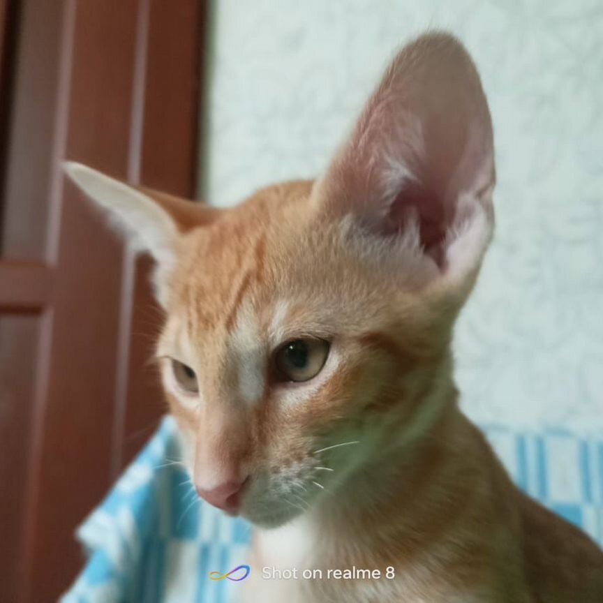 Ориентальный котенок