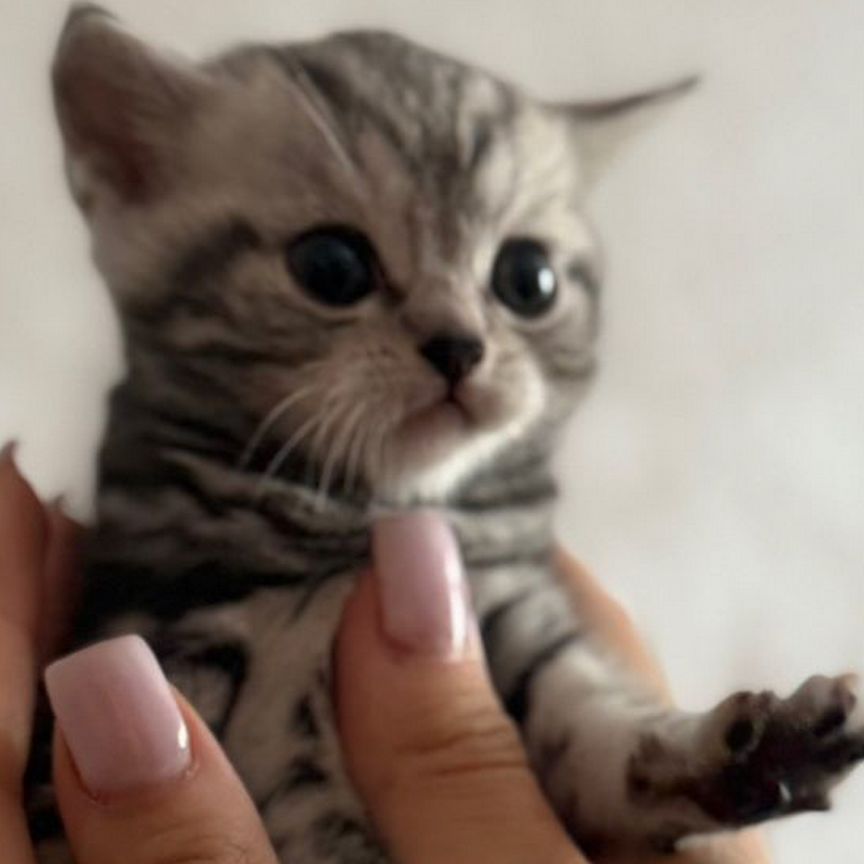 Шотландский вислоухий короткошёрстный котёнок