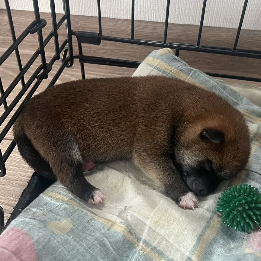 Щенки сиба ину