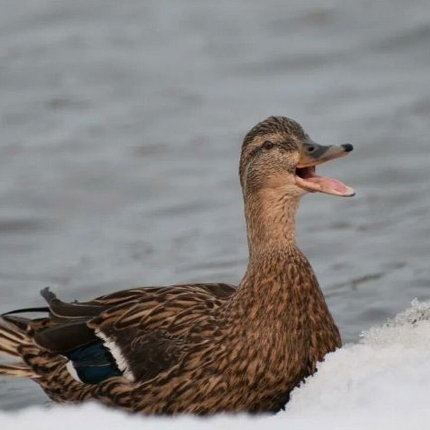 Утки подсадные для охоты