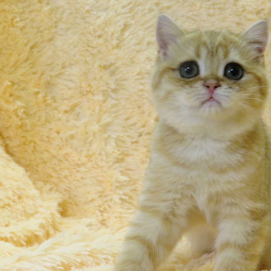 Золотой мальчишка