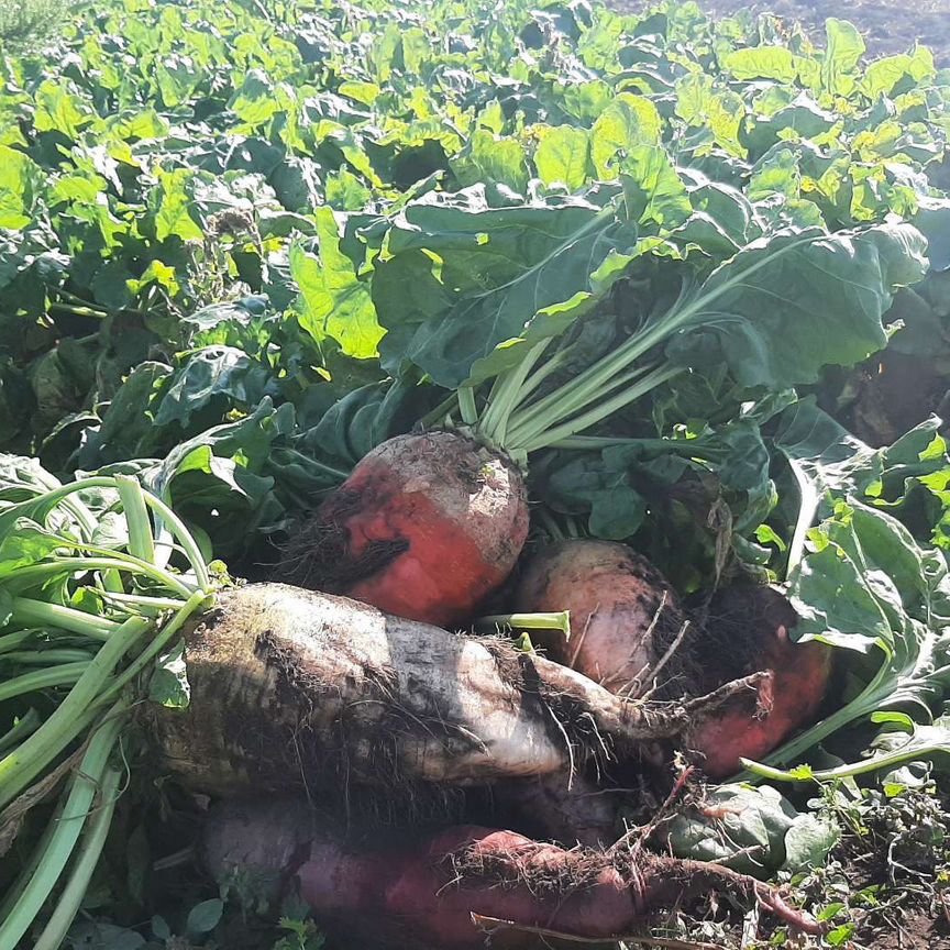 Свекла кормовая