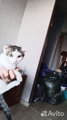 Нам нужен кот