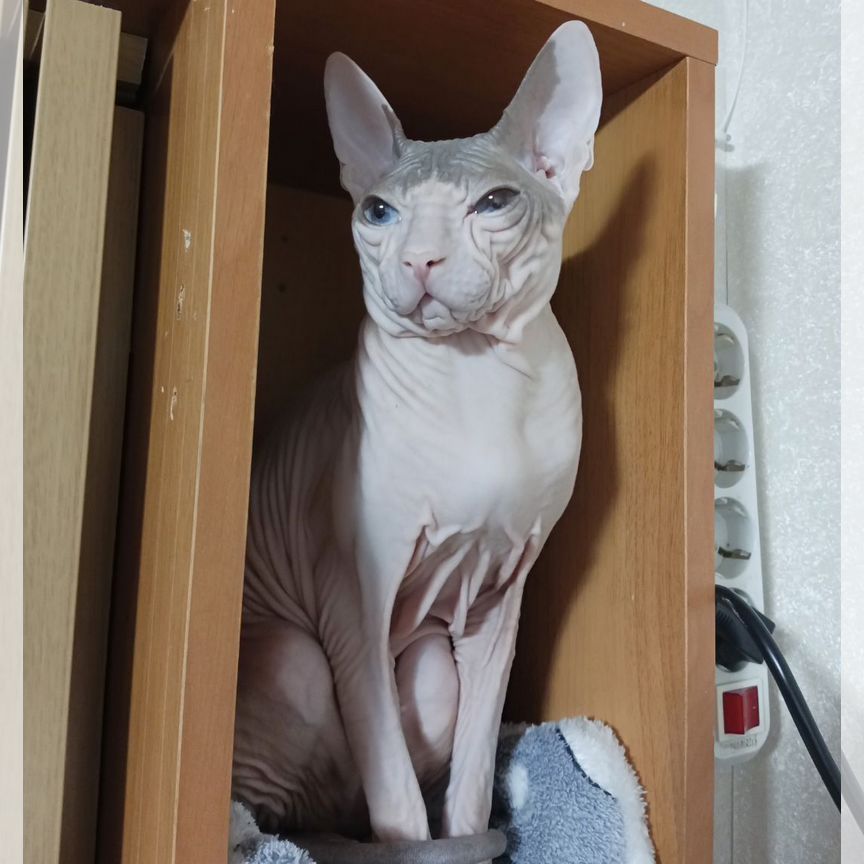 Донской сфинкс, кот вязка