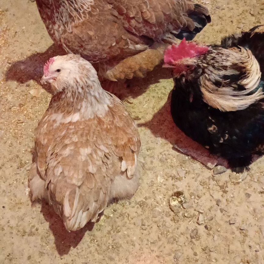 Фавероль лосось курочки