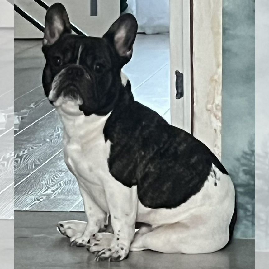 Французский бульдог, взрослый пёс