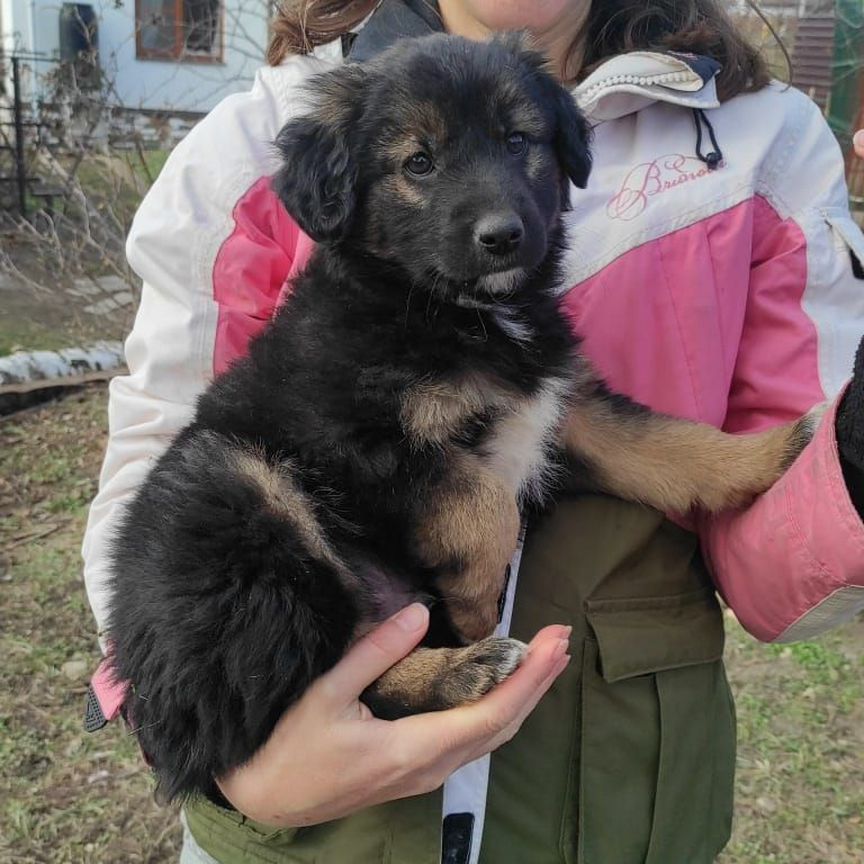 Щенок полуовчарка