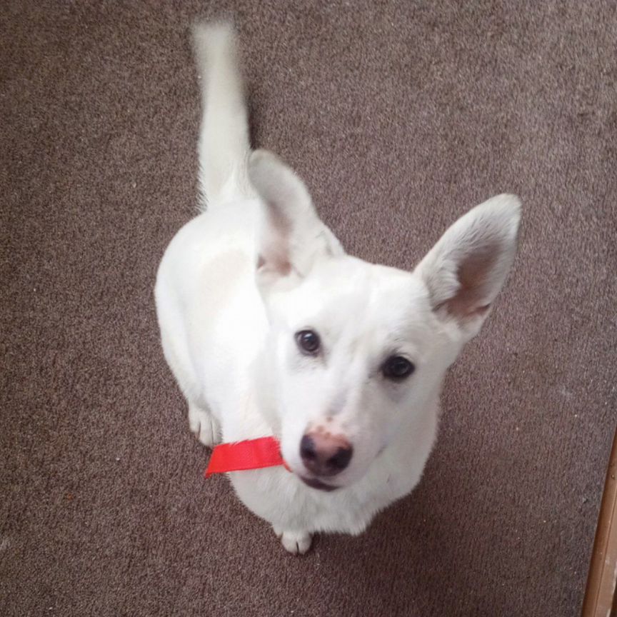 Отдам в добрые руки собаку