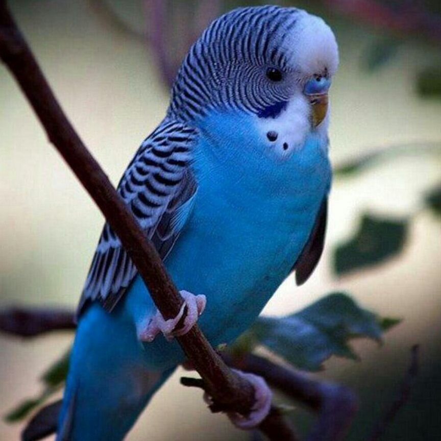 Волнистый попугай