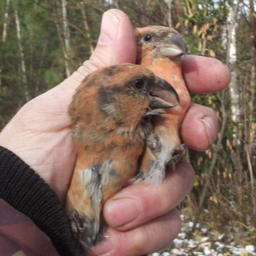 Лесные птицы