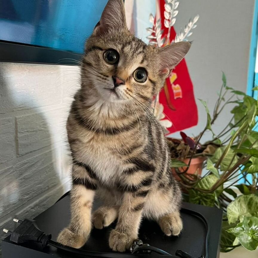 Котята в добрые руки бесплатно девочка