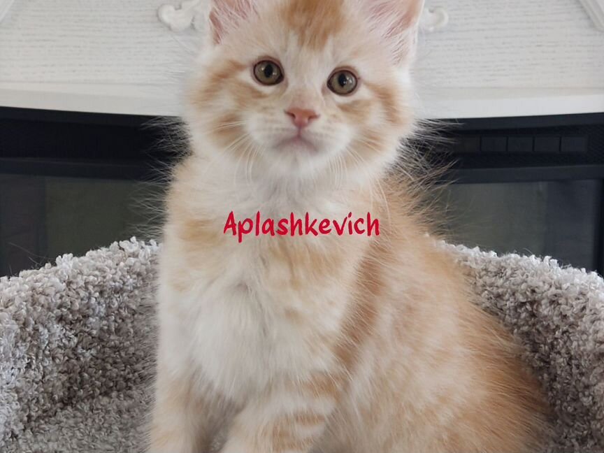 Мейн-кун серебряный мальчик из питомника