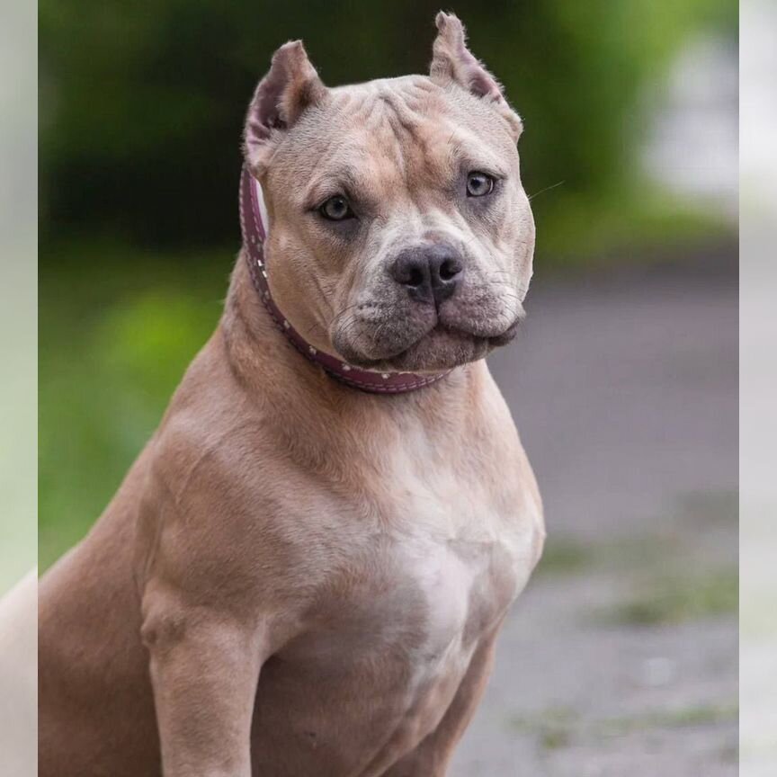 Американский булли, взрослая собака