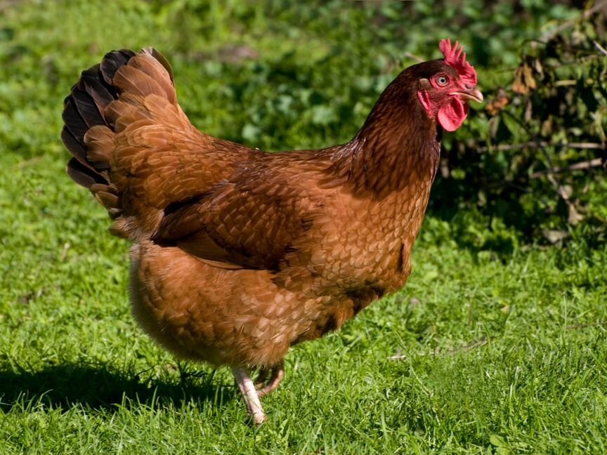 Куры-несушки родонит.молодки