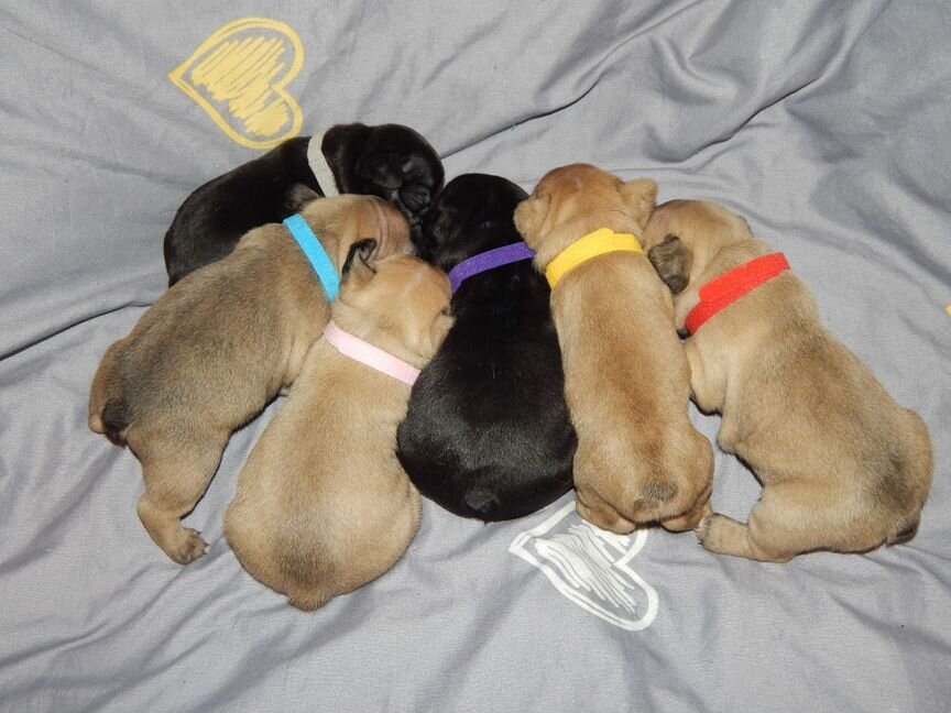 Щенки французского бульдога