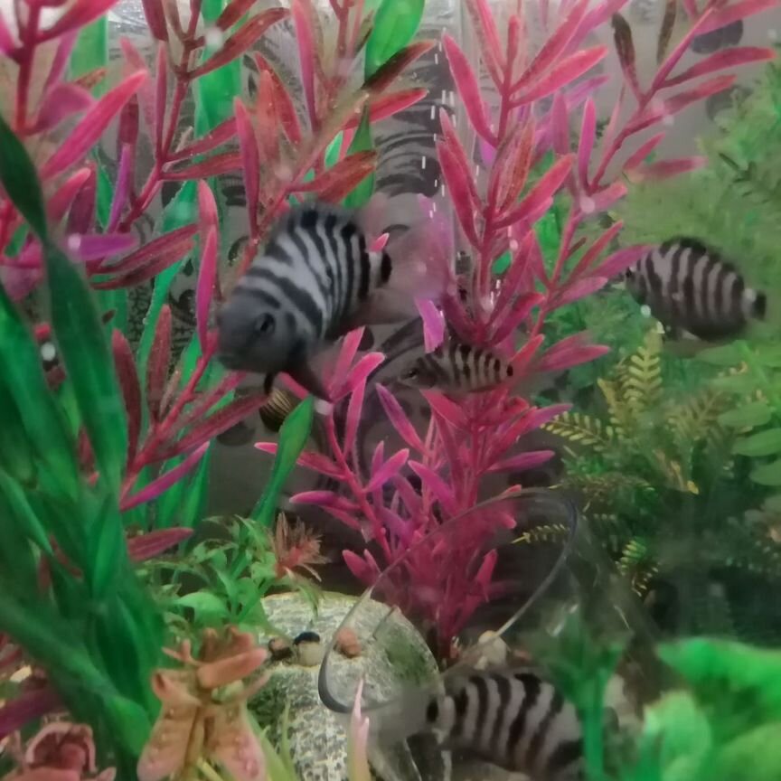 Мальки чернополосатой цихлиды