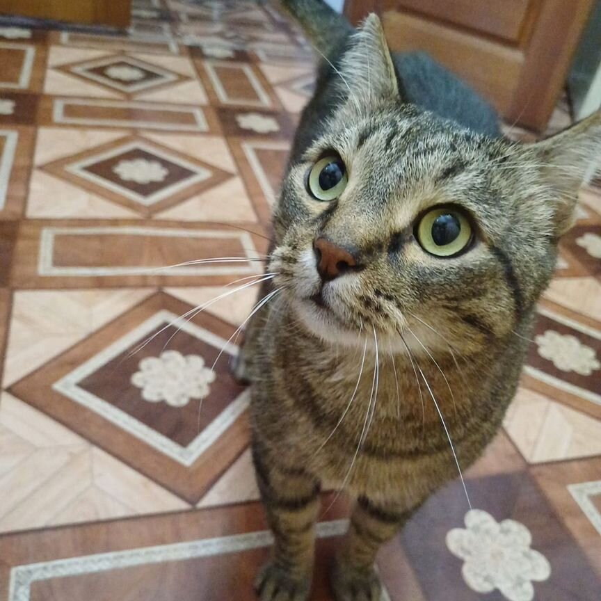 Отдам кота в добрые руки