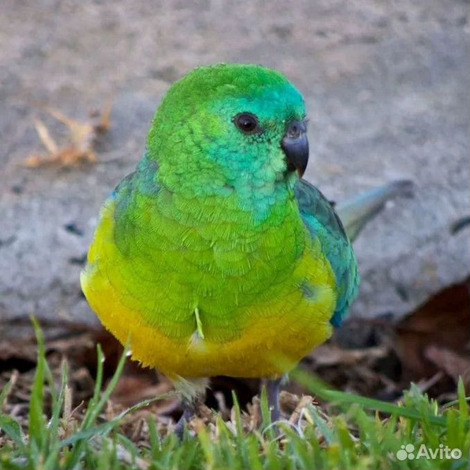 Попугай певчий самка