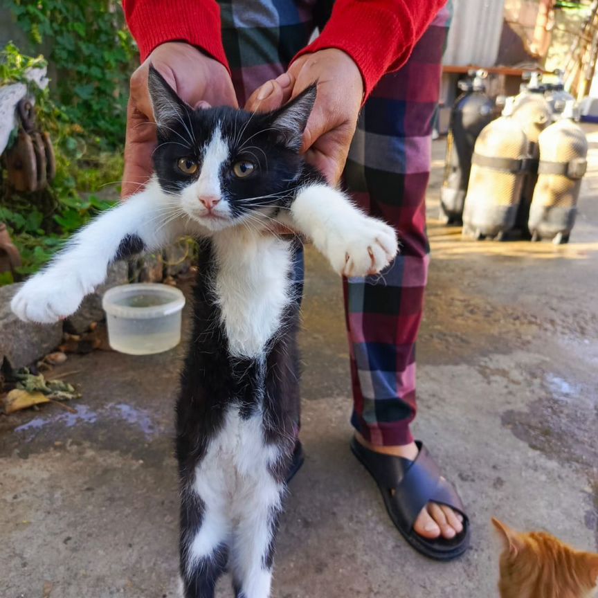 Кошечка