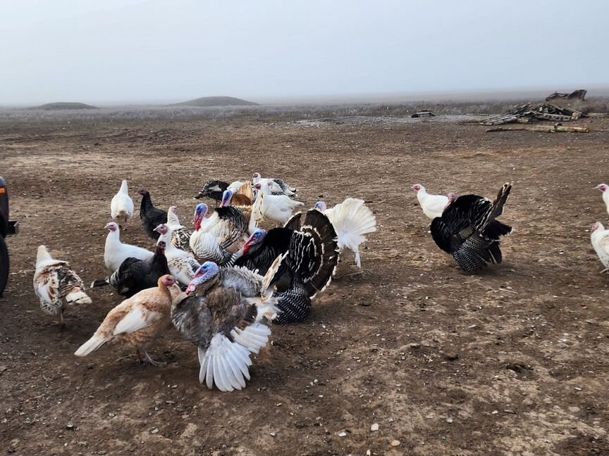 Индюки и индейки