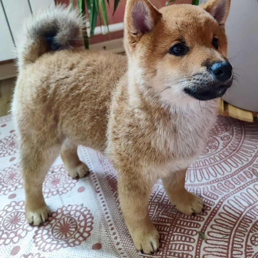 Сиба-ину, щенок