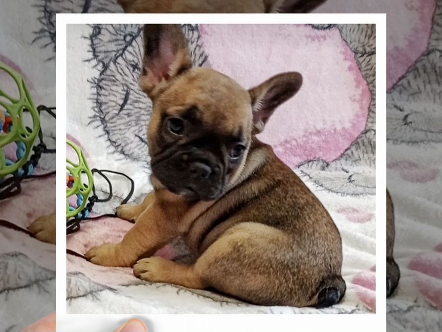 Француженка мини