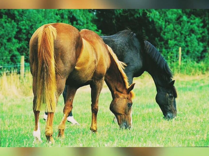 Электропастух для лошадей и коней