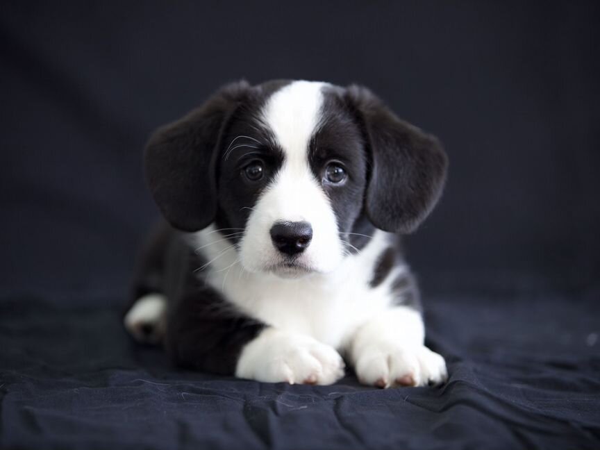 Корги кардиган шикарные девочки