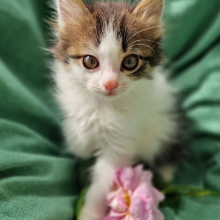 Котенок пушистый разноцветный