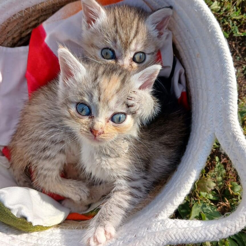 Котята в добрые руки бесплатно