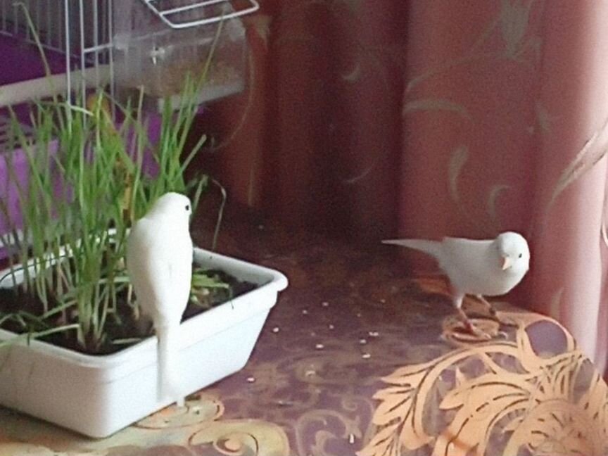 Канарейки 2 Девочки