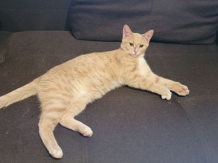 Котенок подросток