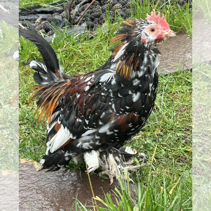 Петушок бентамки