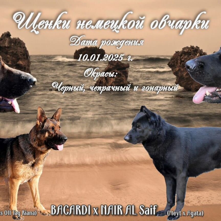 Щенки немецкой овчарки