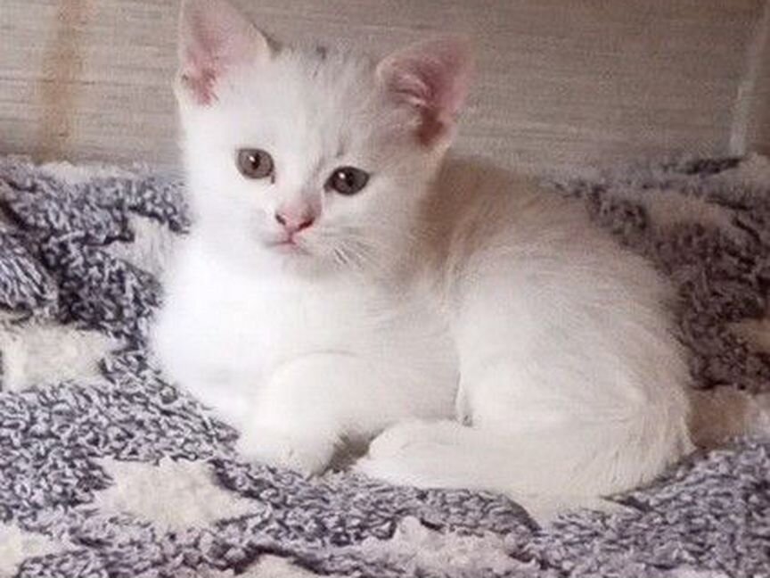 Шотландские прямоухие котята