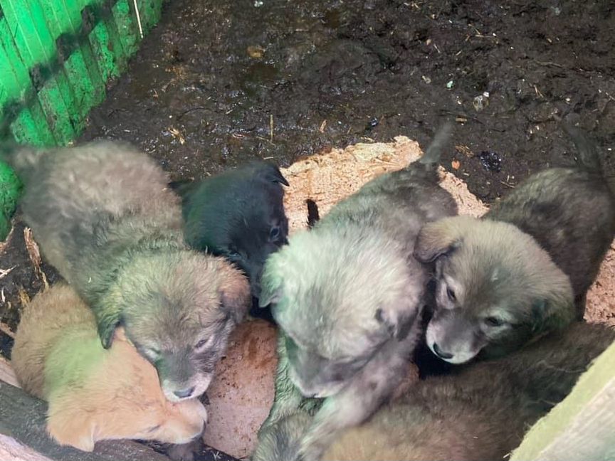 Щенок в добрые руки