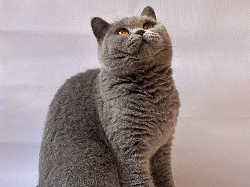 Породистая британка в добрые руки 2,5 года