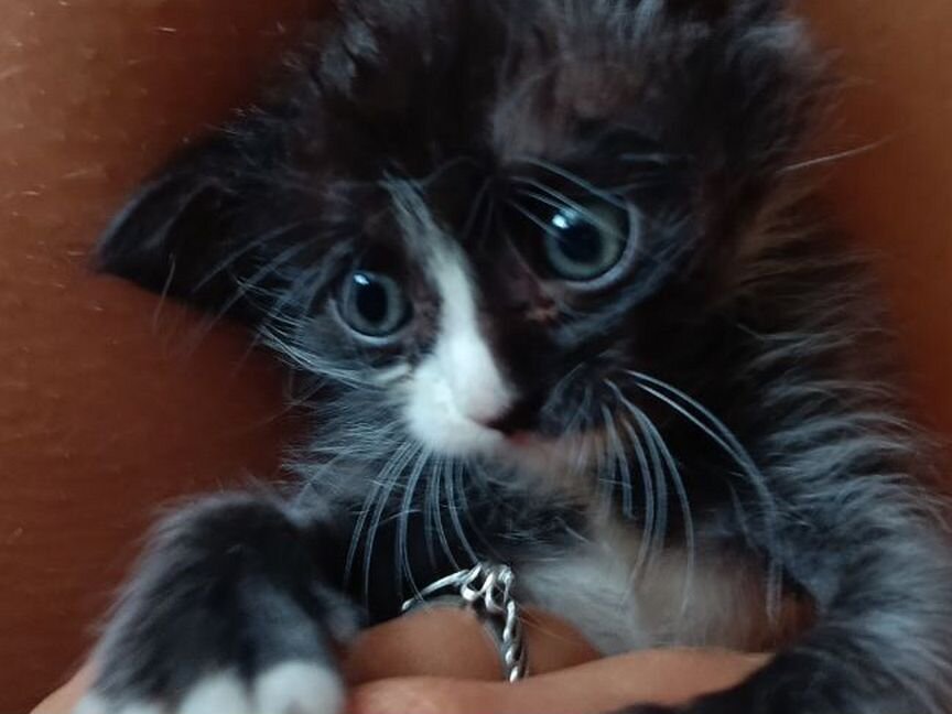 Кошка в дар бесплатно