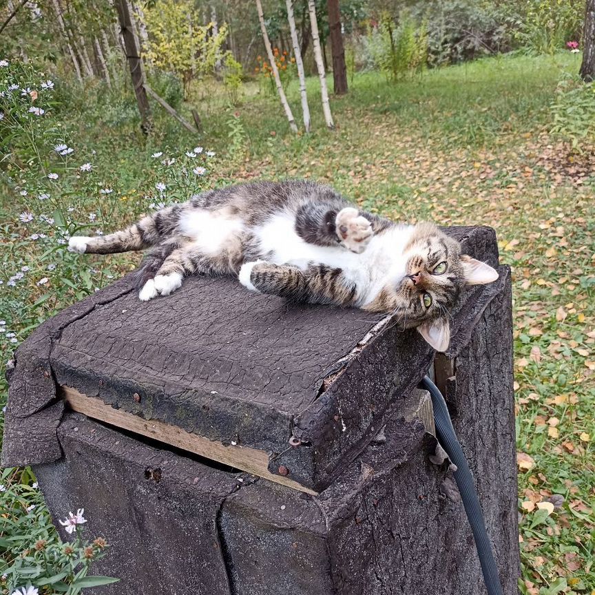 Животные на передержку