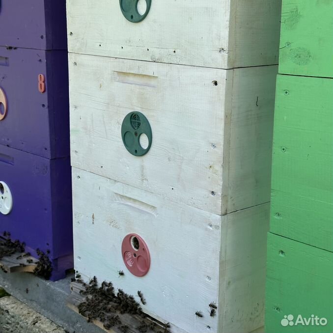 Продам пчел с ульями