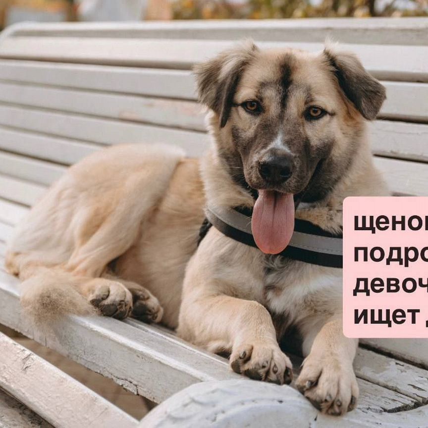 Щенок в добрые руки