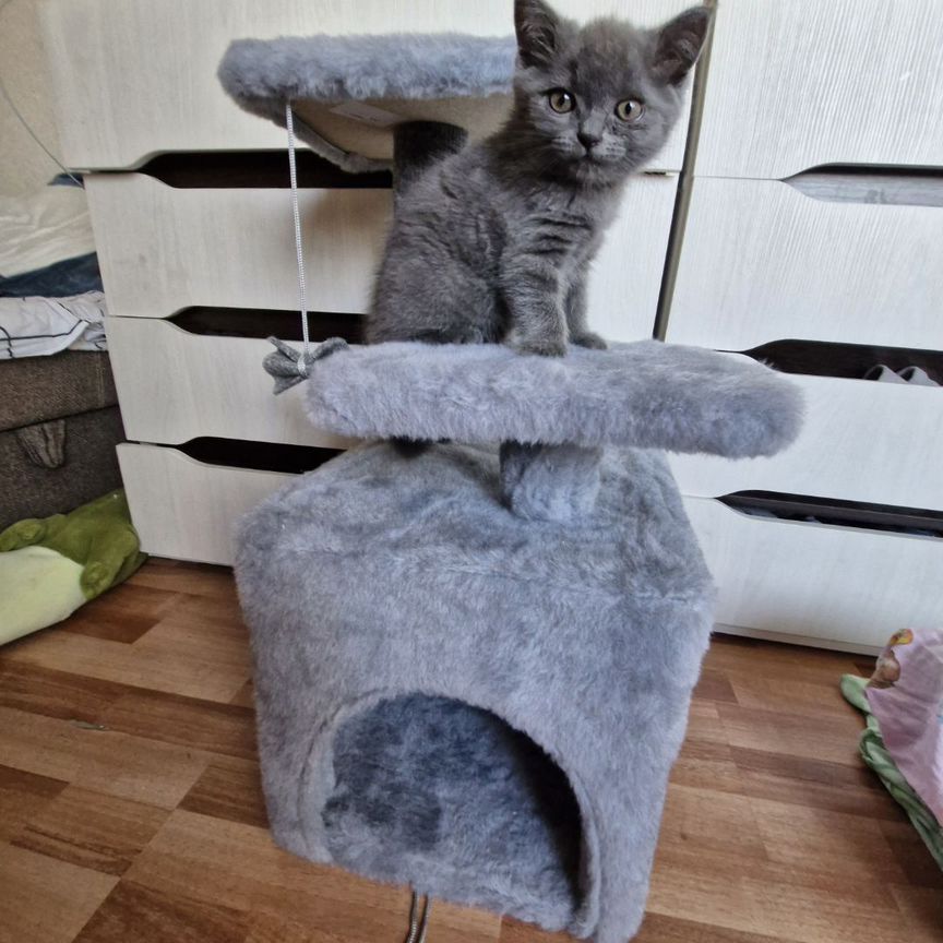 Котенок британка