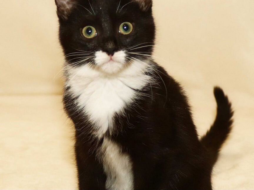 Котенок Леся в добрые руки