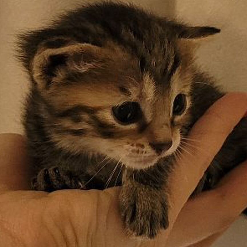 Отдам в добрые руки котят