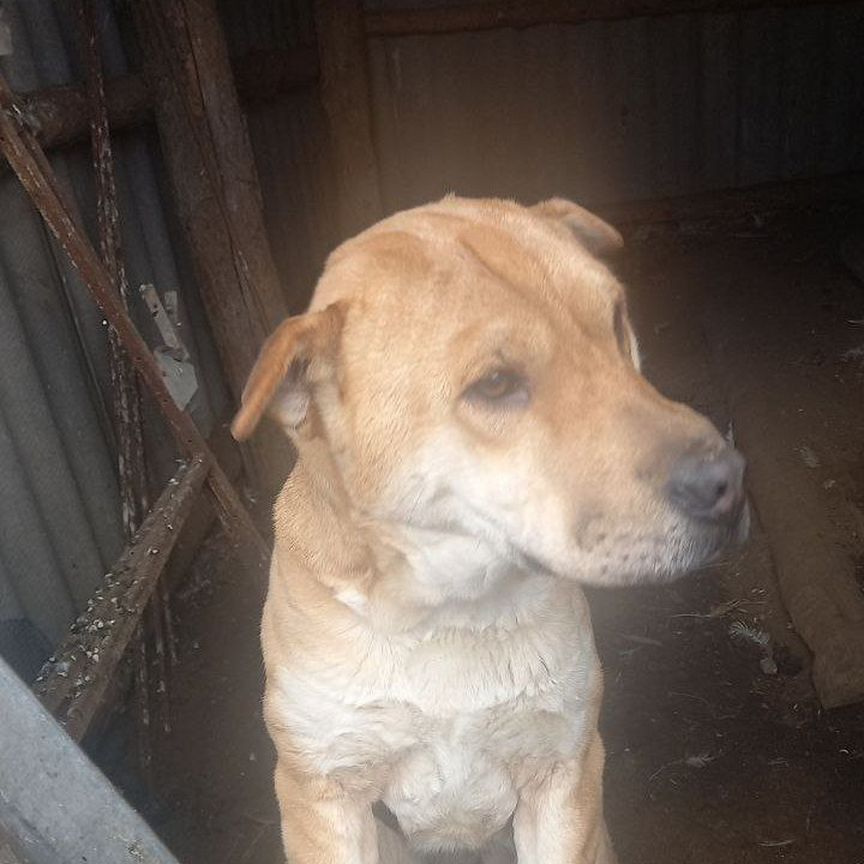 Собака в добрые руки