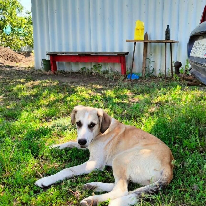 Лиза ищет дом