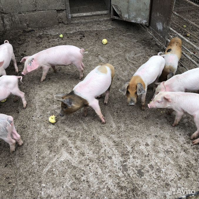 Продам поросят