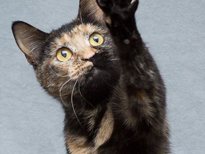 Забавная и общительная кошка Нюська